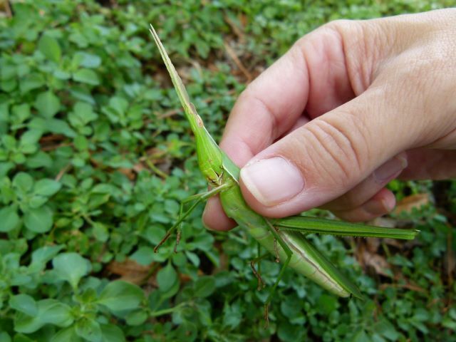 大きなショウリョウバッタのメス 里山再生計画